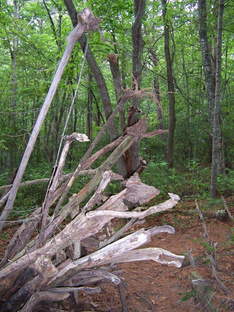 AWAKENING TO WILDNESS, ONE WITH NATURE, Part 2 | Awakening to the Dance